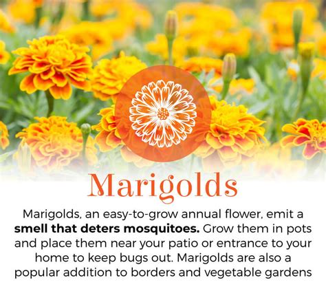 Mosquito Repellent Marigold Plant At Marylynn Martin Blog