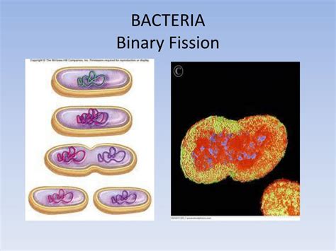 Ppt Bacteria Powerpoint Presentation Free Download Id 2845861