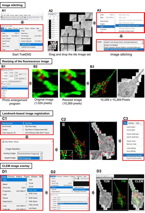 Dual Color Correlative Light And Electron Microscopy For The Visualization Of Interactions
