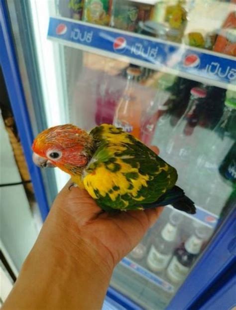 นกแก้วซันคอนัวร์ Ennxo