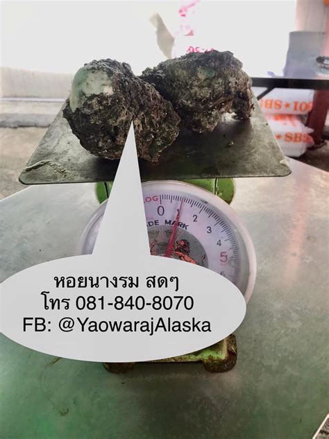 หอยนางรมตัวใ ล็อบสเตอร์ ปูอลาสก้า กุ้งแม่น้ำ อาหารทะเลสดๆ