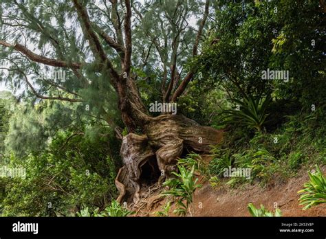 Unusual Tree Roots At The Nuuanu Pali Lookout On Oahu Hawaii Stock Photo Alamy