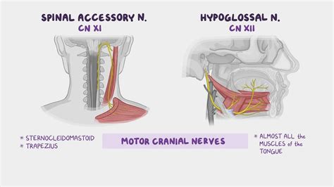 Anatomía De Los Nervios Accesorio Espinal Cn Xi E Hipogloso Cn Xii