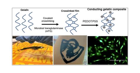 Stretchable And Electroactive Crosslinked Gelatin For Biodevice And Cell Culture Applications