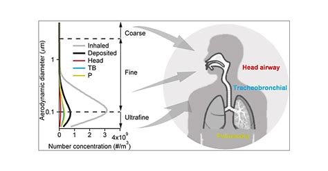 Chemically Resolved Respiratory Deposition Of Ultrafine Particles Characterized By Number