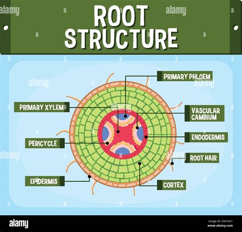 Internal Structure Of Stem Diagram Illustration Stock Vector Image