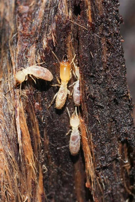 Termites Control Ronnin Pest Control