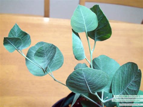 ユーカリの薫るベランダで ユーカリ写真館 ユーカリ・アクセデンス Eucalyptus Accedens