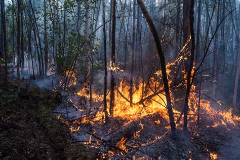Что делать при лесном пожаре Добровольные лесные пожарные
