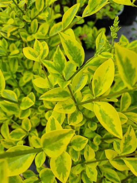 Privet Leaves