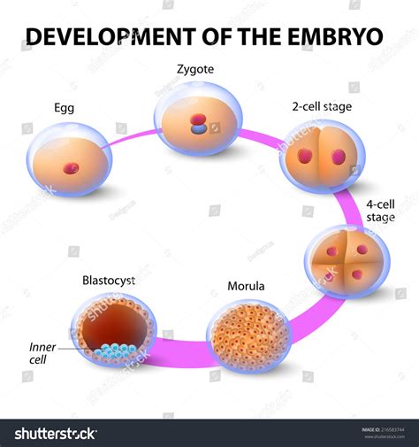 Sexual Development Images Stock Photos Vectors Shutterstock