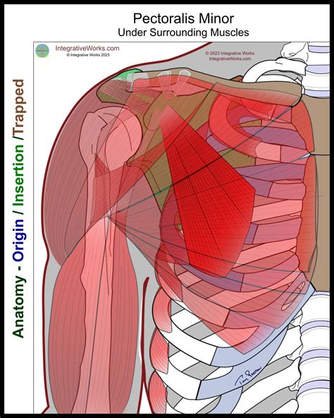 Pectoralis Minor Anatomy Perspectives Etsy