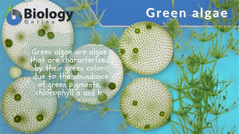 Algae Examples