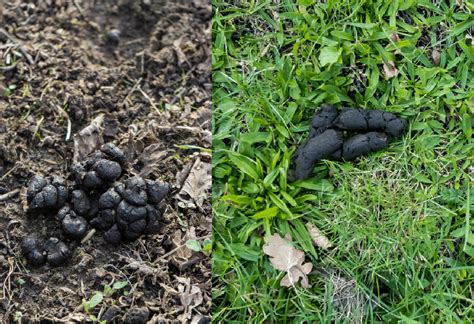 Can Raccoon Poop Kill You At Ronald Rodriquez Blog