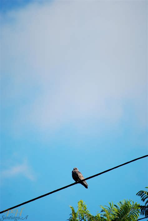 Sexy Bird By Bonfire22 On Deviantart