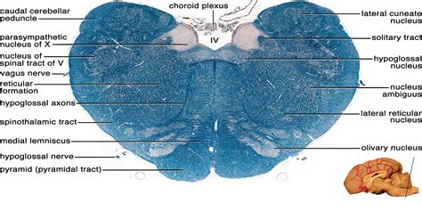 Hypoglossal Nerve Nucleus