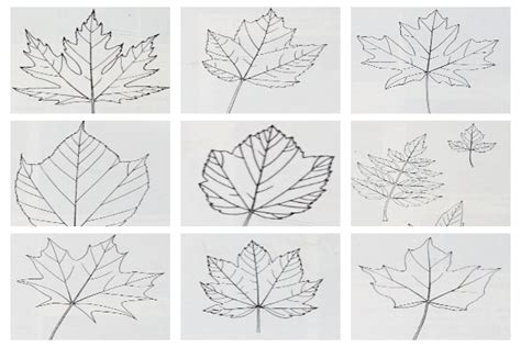 Maple Tree Identification By Leaf Chart Pictures