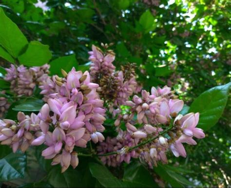 Millettia Pinnata Indian Beech Pongam Tube Stock Tree And Arbor