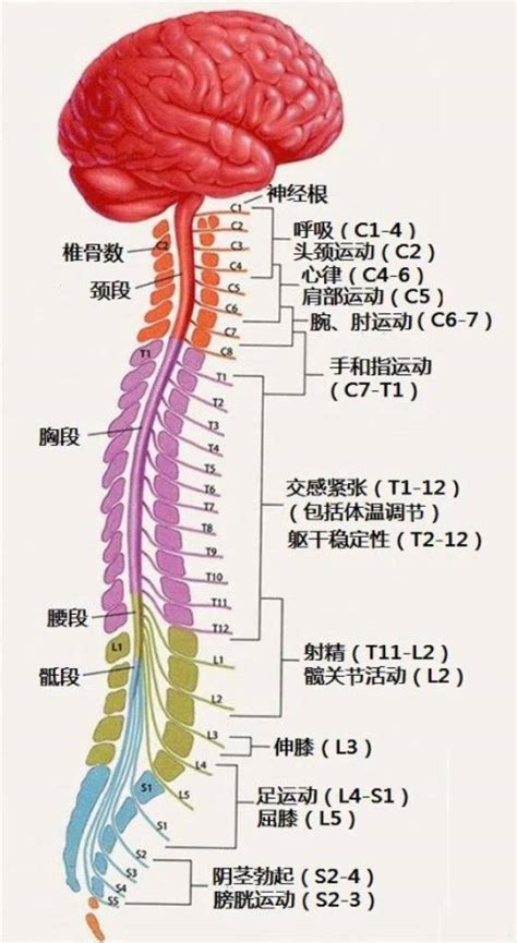 涨知识最全神经系统解剖图值得收藏