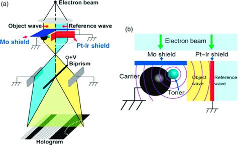 A Imaging Process Of Electron Holography And B Shielding Technique