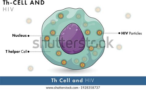 T Helper Cell Th Cell Infected Stock Vector Royalty Free Shutterstock