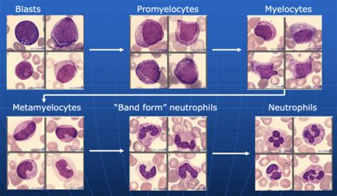 Wbc Flashcards Quizlet