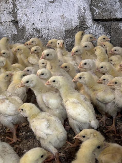 იყიდება თეთრი ბროილერის ფუთის მეფრინველეობის ფერმა Facebook