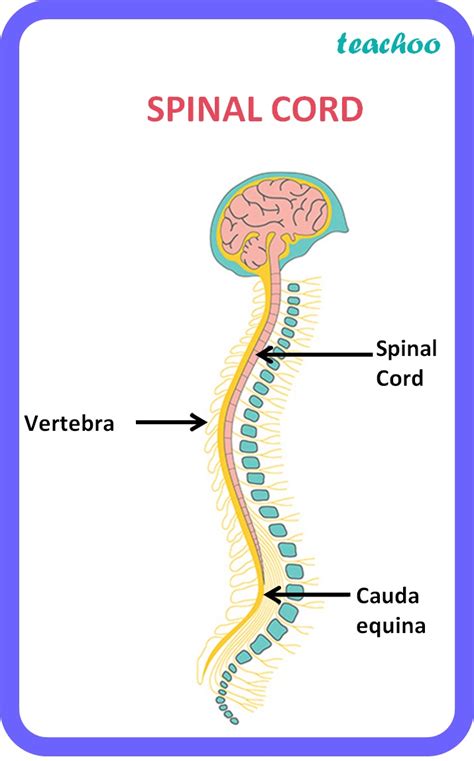 Holes In Spinal Cord At Paul Caison Blog