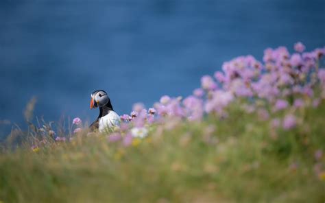 Orkney Native Wildlife Project From Stoats To Survival
