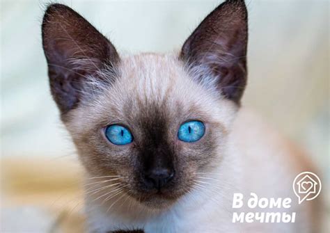 Породы кошек с большими ушами