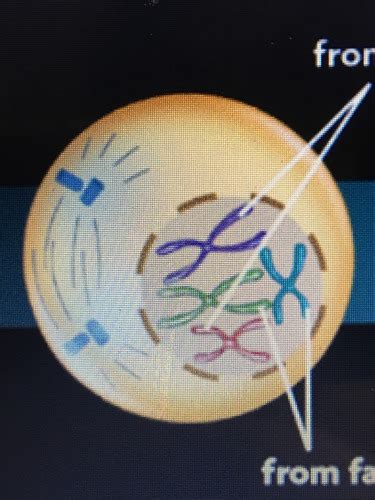 Meiosis Flashcards Quizlet