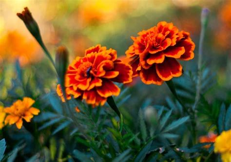 Android Için Flowers Wallpapers Hd 2021 Apk İndir
