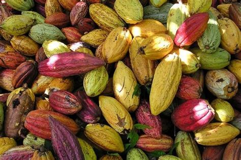 Nilai Eksport Biji Dan Produk Koko Cecah Rm3 2 Bilion Dijangka Terus Meningkat Utusan Borneo