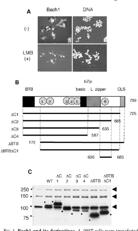 Figure 1 From Cadmium Induces Nuclear Export Of Bach1 A Transcriptional Repressor Of Heme