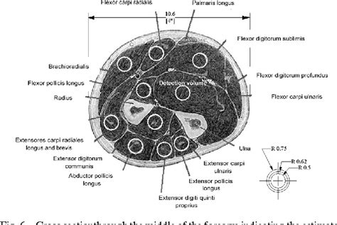 Figure 6 From Simulation Of Intramuscular Emg Signals Detected Using
