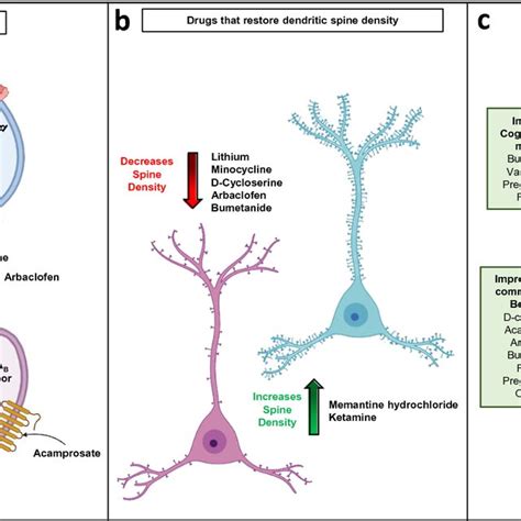 Targets Of Various Drugs Currently Available For The Treatment Of Asd