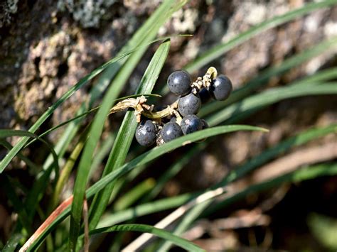 オオバジャノヒゲ ー杜の都の山野草