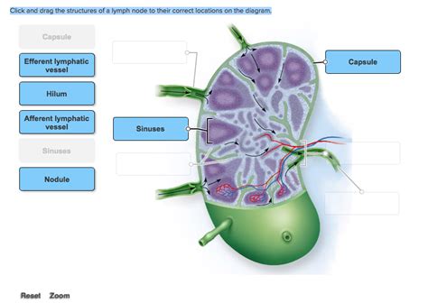 Subtrochlear Lymph Nodes Lymphatic System Diagram
