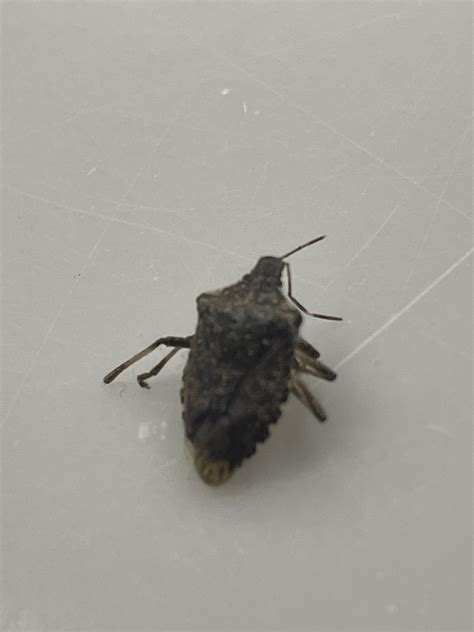 Anyone Know What This Is Rbugidentification