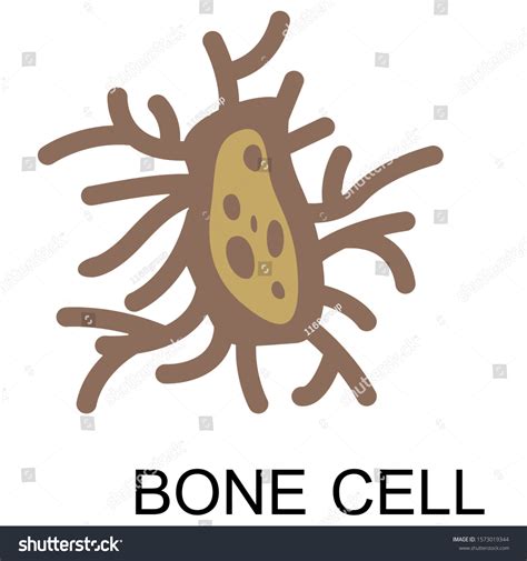 Bone Cell Vectorisolated White Background เวกเตอร์สต็อก ปลอดค่า