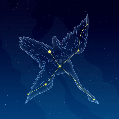 白鳥座イラストの検索結果 Yahooきっず検索