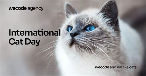 Wecode Agency On Linkedin Wecodeagency Internationalcatday Kittens Contentmagic