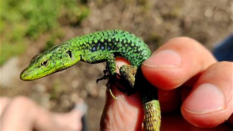Ловим ящериц на юге в горах / зелёная ящерица - YouTube