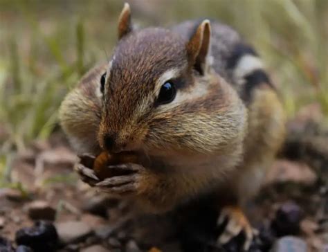 11 Chipmunk Facts About The Cheeky Creature
