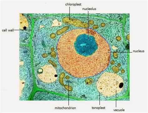 Plant Cell Micrograph Labelled At Harold Walters Blog