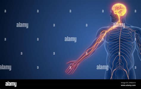 Somatic Nervous System