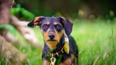 Jack Russell Dachshund Mix Everything On The Jackshund