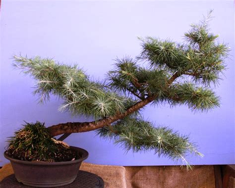 Cedrus Deodara Deodar Cedar Wattos Bonsai Blog