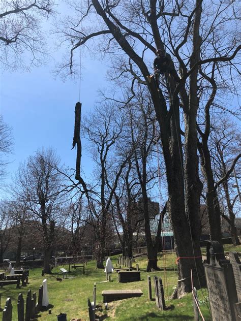 Tree Pruning Tree Works Ltd