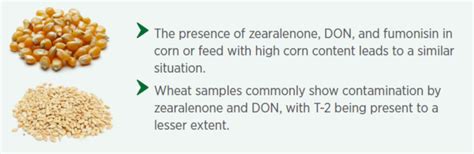 Mycotoxin Control Focusing On The Problem